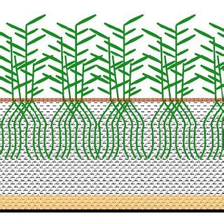 Horizontal Subsurface Flow Constructed Wetland Download Scientific Diagram