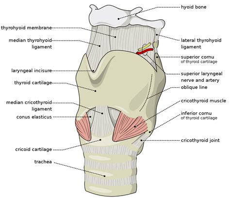 Thyrohyoid Membrane Wikiwand