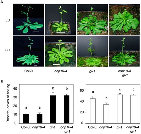Ijms Free Full Text Constitutive Photomorphogenic 10 Cop10
