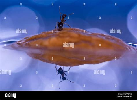Microscopic Exploration Lonely Ant On Floating Walnut Shell