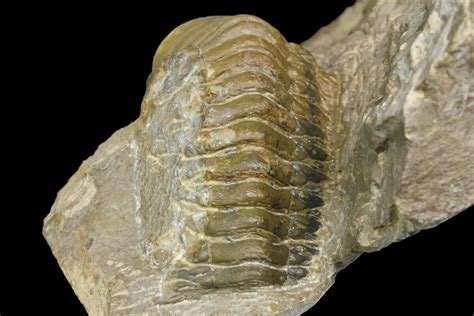 8 Cephalopod Fossil With Two Partial Crotalocephalina Trilobites 139001 For Sale