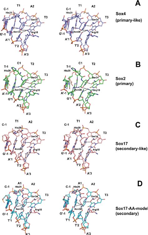 Figure From The Crystal Structure Of The Sox Hmg Domain Dna Complex Suggests A Mechanism For