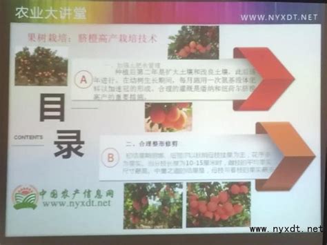 果樹栽培臍橙高產栽培技術 每日頭條