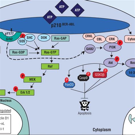 Pdf Signaling Networks Associated With Bcrabldependent Transformation