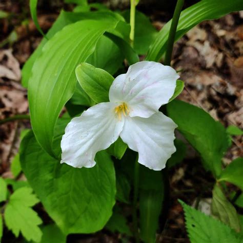 Large Flowered Trillium Trillium Grandiflorum Bloom Western