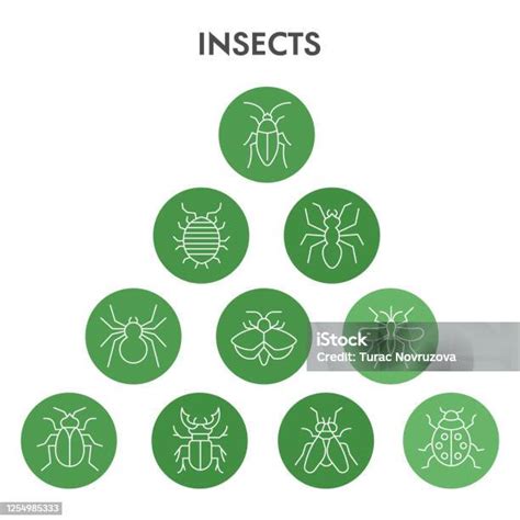 현대 곤충 인포그래픽 디자인 템플릿 흰색 배경에 거품 디자인해충 방제 인포그래픽 시각화 곤충은 프리젠 테이션을위한 템플릿을 번식 크리에이티브 벡터 일러스트레이션 Insect