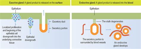 Epithelial Glands Cell Biology Clinical Tree