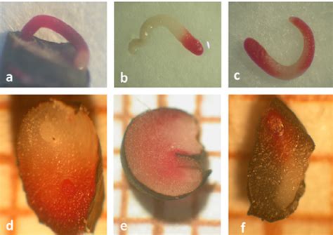 Tetrazolinum Test For Seed Viability And Vigour Carried Out On Day 21 Download Scientific