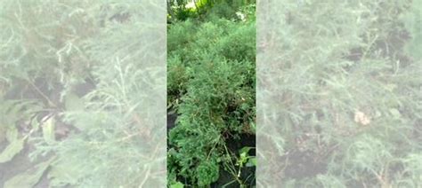 Туя колоновидная,туя вересковидная,бересклеты купить в Мичуринске ...
