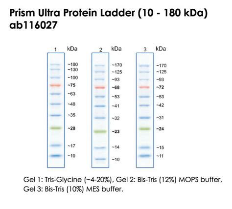 Abcam의 Protein Marker Prism Protein Ladder Abcam 제품 소개