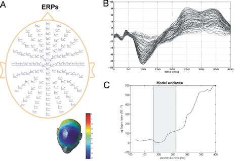 Evoked Brain Responses Are Generated By Feedback Loops Pnas