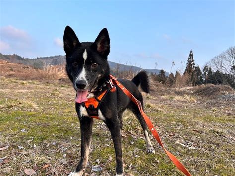 オヤツが大好きな【涼ちゃん】くん ｜保護犬・保護猫の里親募集なら「しっぽの出逢い」