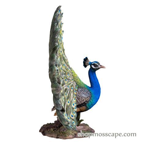 Open The Tail Peacock Shopmosscape