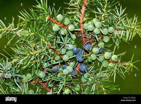 Common Juniper Branch With Fruits Juniper Berrys Juniperus