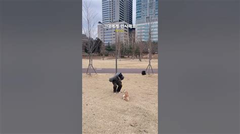 고양이와 산책 Youtube