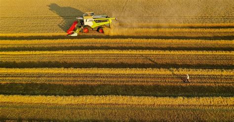 Baja La Calificación De La Cosecha De Trigo Francesa En La Semana Hasta