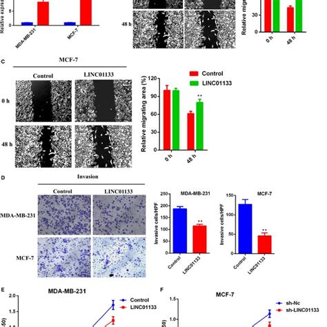 Linc01133 Knockdown Promotes Breast Cancer Cells Migration Invasion