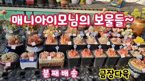 230216금장다육 매니아님의 이쁜 애기들 Youtube