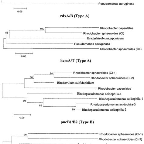 Phylogenetic Relationships Of Duplicated Gene Paralogues Of R