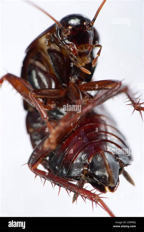 June 17 2011 Roseburg Oregon Us A Large Live Oriental Cockroach