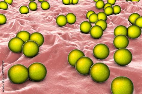 Bacteria Micrococcus Luteus 3d Illustration Gram Positive Cocci Arranged In Tetrads Or