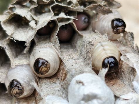 Wasp Nests Contain Wasp Larvae Stock Image Image Of Undefined Leaf