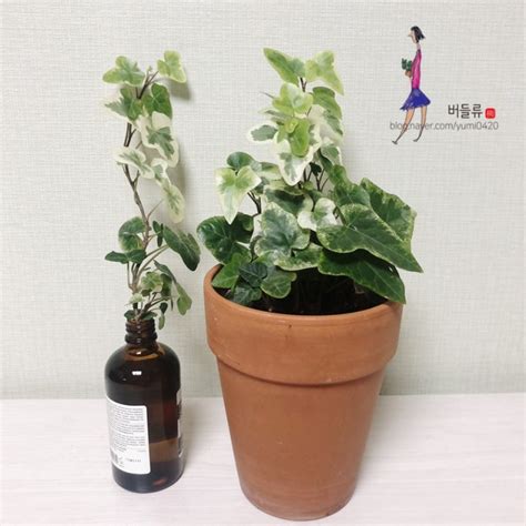 반딧불이 아이비 분갈이 삽목 물꽂이 기록 네이버 블로그
