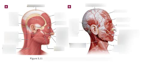 Right Lateral Fascial Muscles Fascial Muscles Diagram Quizlet