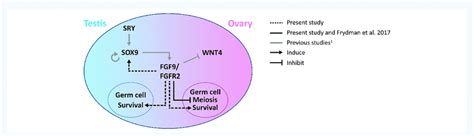 Proposed Involvement Of Fgf9fgfr2 Signalling In Human Fetal Gonad