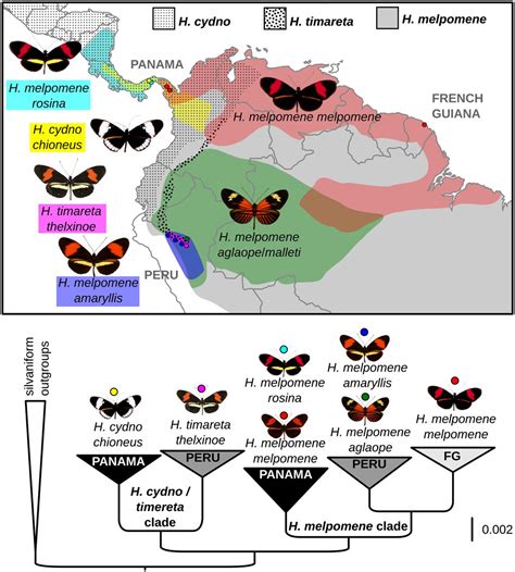 Genome Wide Evidence For Speciation With Gene Flow In Heliconius