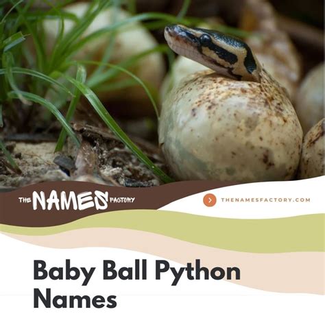 Unique Ball Python Names To Get Inspired Now