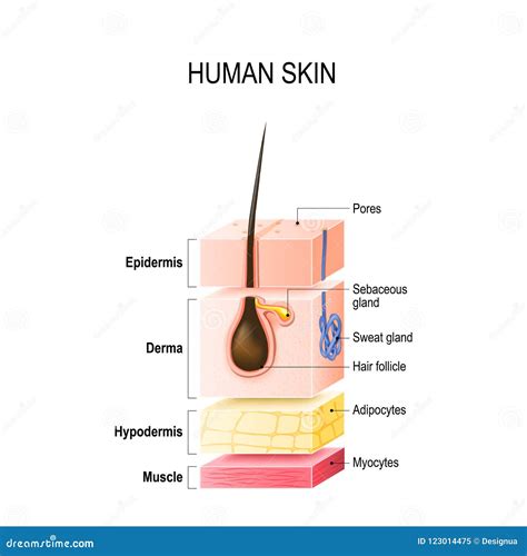 Layers Of Normal Human Skin Stock Vector Illustration Of Design