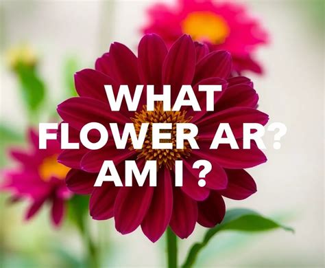 What Flower Am I Quiz