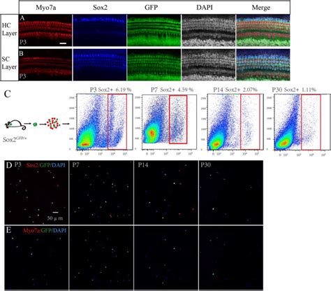 The Purity Of Sorted Gfp Cells A Immunostaining In The Hc Layer