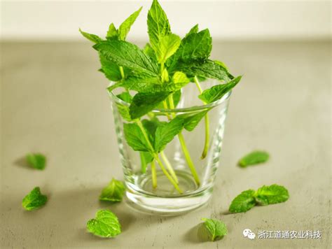 手把手教你种植薄荷的小技巧，蹭蹭就长爆盆！ 知乎