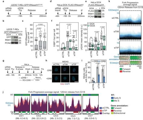 Human Osteosarcoma Cell Line U2os Atcc Bioz