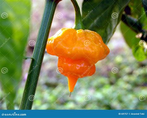 Chilies Plant Stock Image Image Of Fruit Tropical Pepper 69757