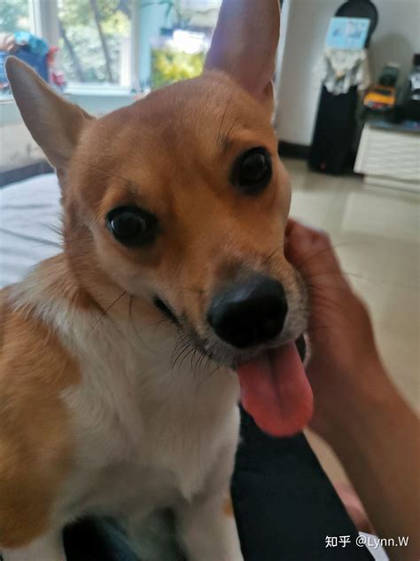 对舔狗有什么看法 知乎