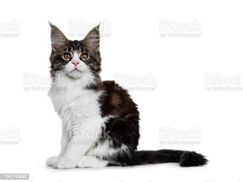 화이트 메인 Coon 고양이 고양이 몸 흰색 배경에 고립 된 렌즈에 똑바로 보기 뒤에 꼬리 쪽 가지에 앉아 아름 다운 검은 갈색