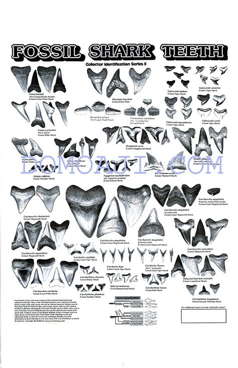 Shark Teeth Svg Fossil Guide Identification Guide Svg Cut 46 Off