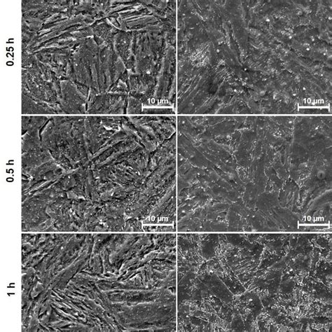Pdf Age Hardening Behaviour Microstructure And Corrosion Resistance Of The Copper Alloyed