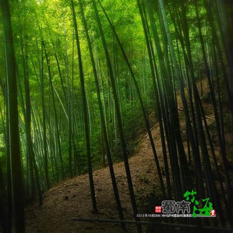 蜀南竹海摄影图片四川泸州蜀南竹海景区风光摄影 太平洋电脑网摄影部落