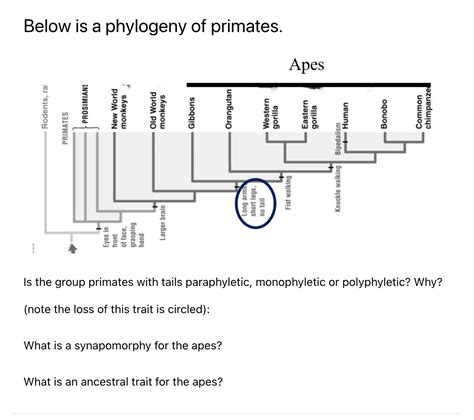 Solved Below Is A Phylogeny Of Primates Is The Group