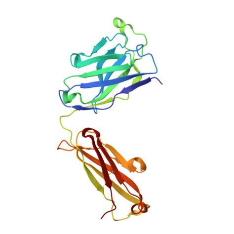 Rcsb Pdb 8yub Crystal Structure Of Sars Cov 2 Consp Rbd In Complex With Neutralizing Antibody