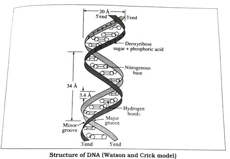 Describe Watson And Crick Model Of Dna With Diagram 4 Give