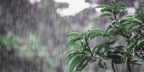 酸性雨を浴びるとハゲる？雨が与える影響と薄毛の原因・対処法を解説