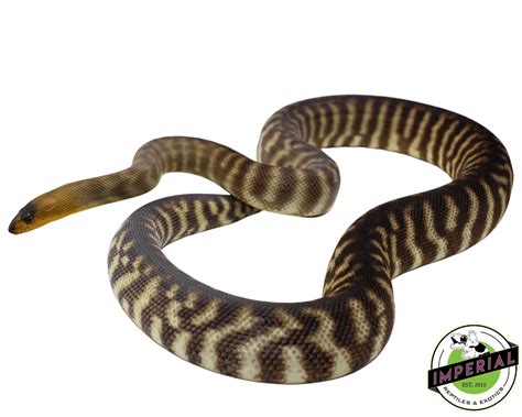 Dark Blackbelly Woma Python Adult For Sale Imperial Reptiles