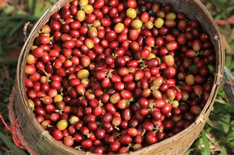 레드 커피 콩 필드 농장 농장 Pickingharvesting Robusta 및 Arabica 커피 열매 농업 학자 손 노동자