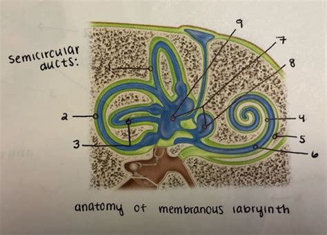 Anatomy Of Membranous Labyrinth Flashcards Quizlet