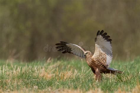 Birds Of Prey Marsh Harrier Circus Aeruginosus Hunting Time Bird